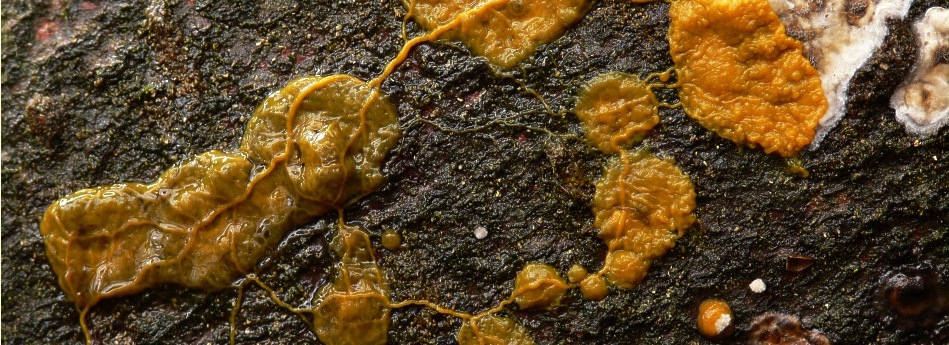 ligne de fuite: 1 of 3 - The Cynefin Co